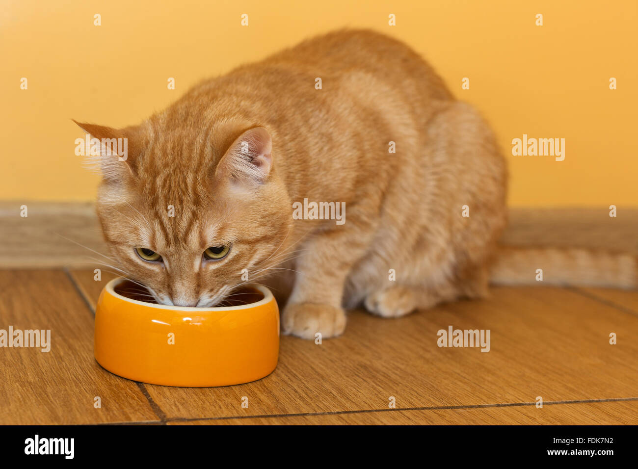 Ginger cat eating dry food from orange bowl Stock Photo - Alamy