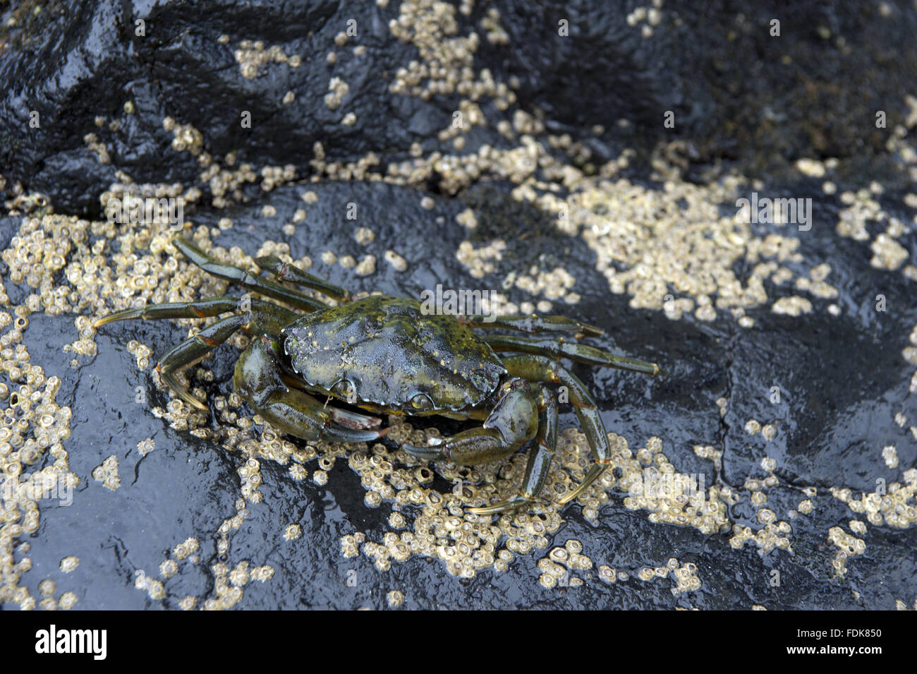Crab and barnacles on the beach at Portstewart Strand, Co Londonderry ...