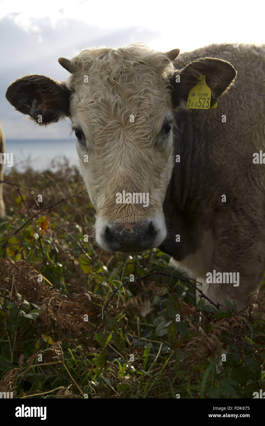Cattle on Pennard Cliffs, Gower, Swansea, Wales Stock Photo - Alamy