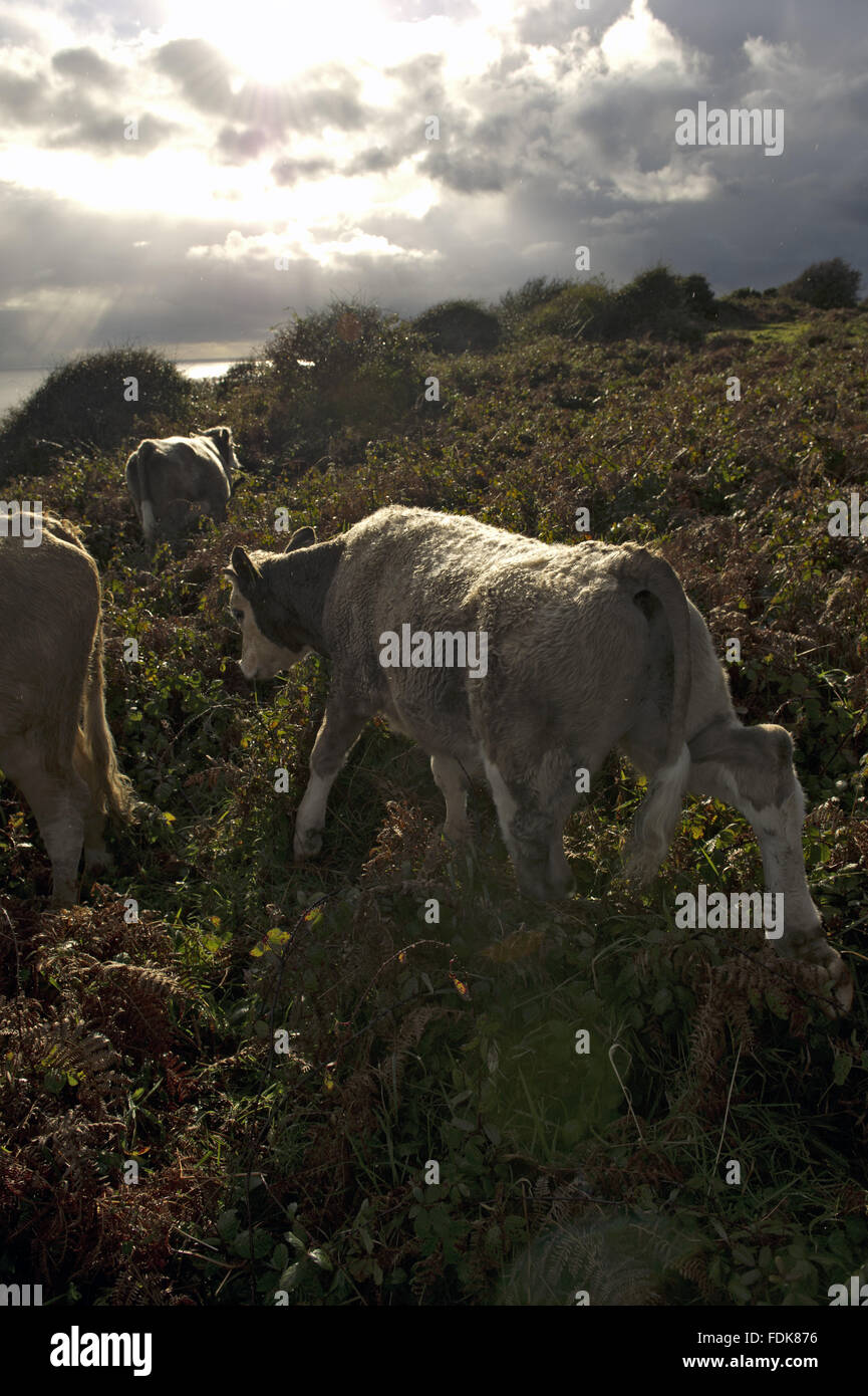 Cattle on Pennard Cliffs, Gower, Swansea, Wales Stock Photo - Alamy