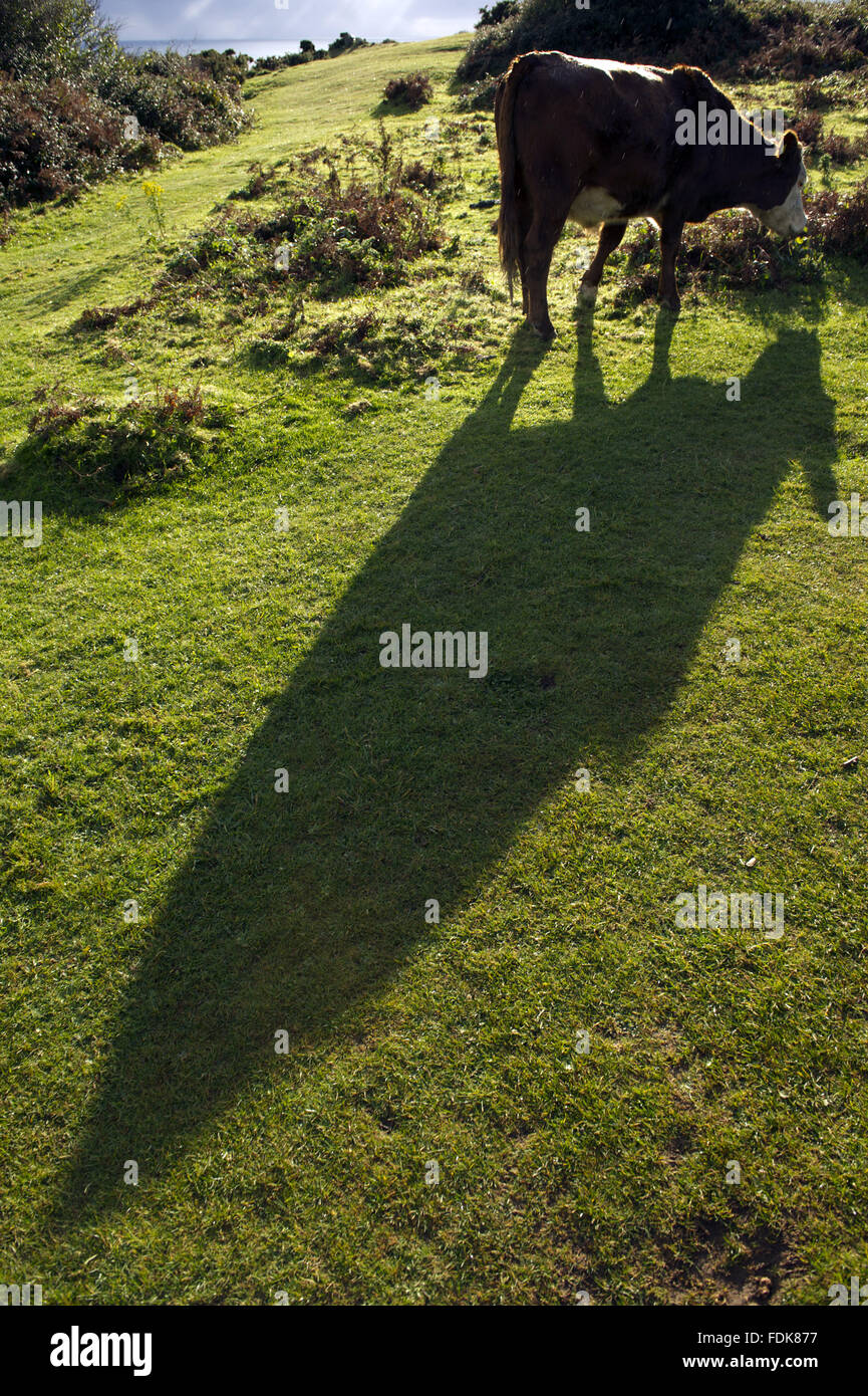 Cattle on Pennard Cliffs, Gower, Swansea, Wales Stock Photo - Alamy