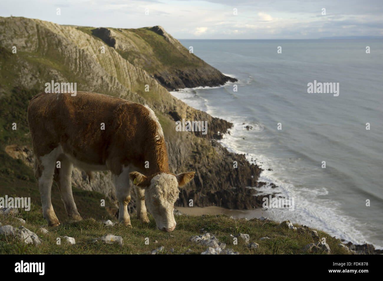 Cattle on Pennard Cliffs, Gower, Swansea, Wales Stock Photo - Alamy