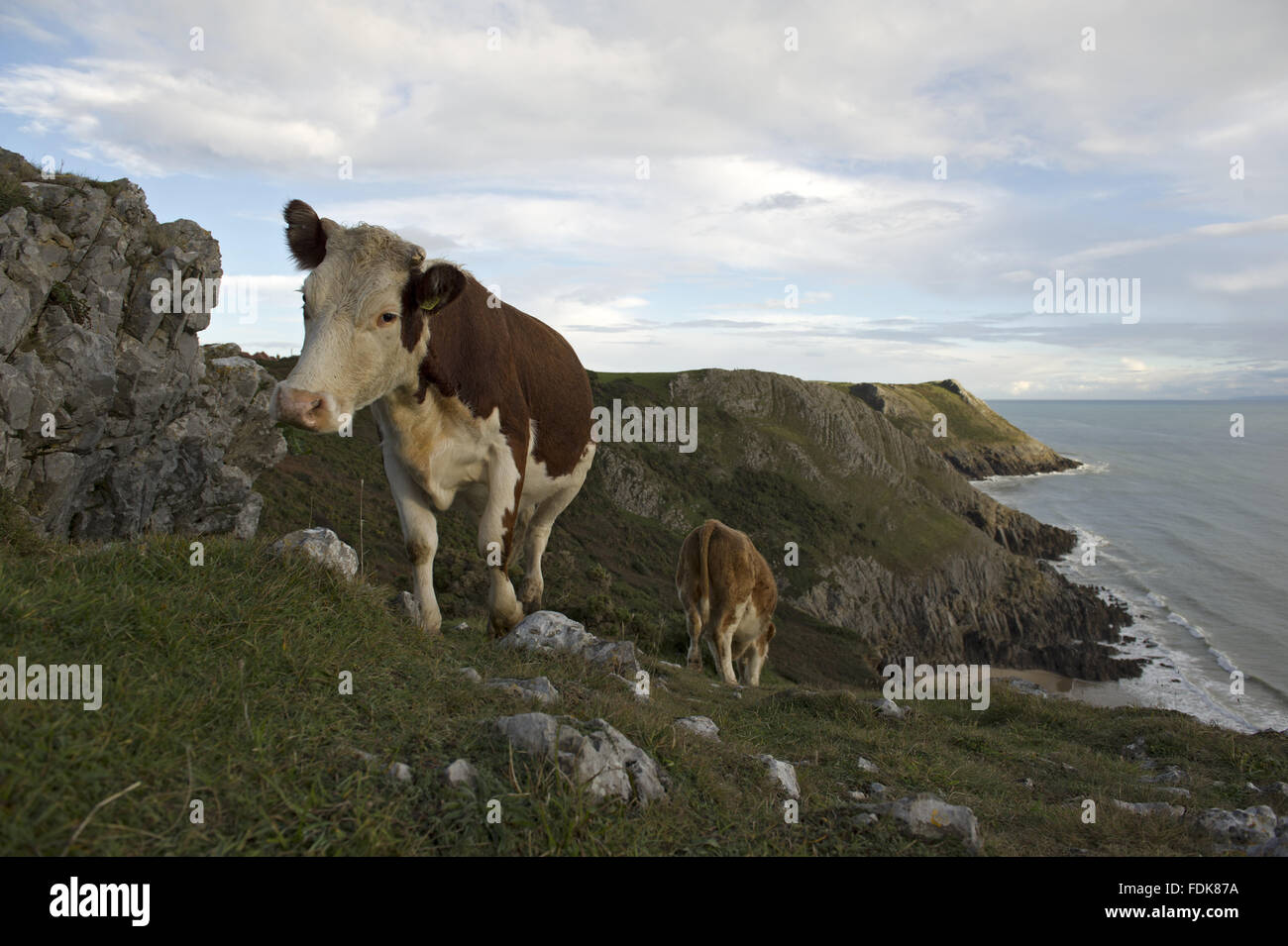 Cattle on Pennard Cliffs, Gower, Swansea, Wales Stock Photo - Alamy