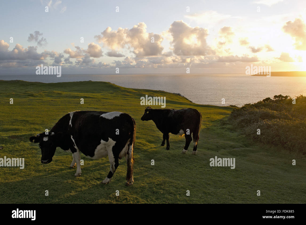 Cattle on cliff top hi-res stock photography and images - Alamy