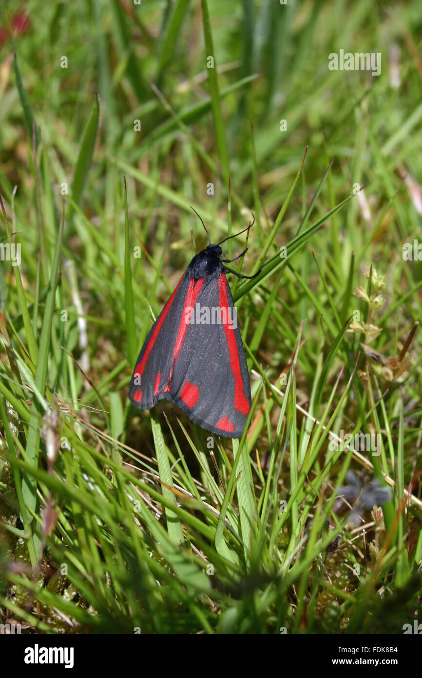 Cinnabar moth rushes hi-res stock photography and images - Alamy
