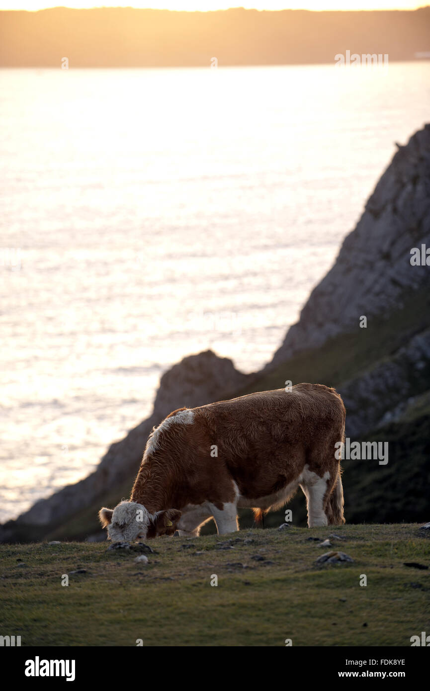 Cattle grazing on Pennard Cliffs, Gower, Wales Stock Photo - Alamy