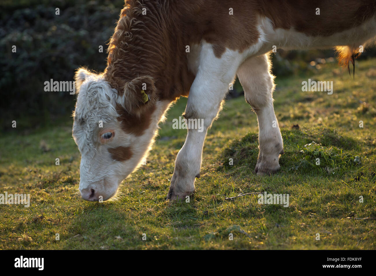 Cattle grazing on Pennard Cliffs, Gower, Wales Stock Photo - Alamy