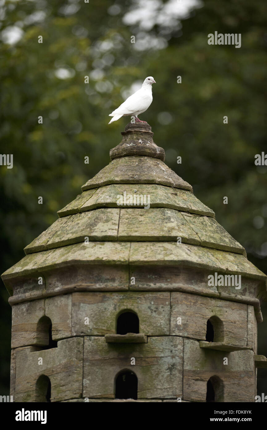 A dove on the roof of the dovecote at Nymans, West Sussex Stock Photo ...