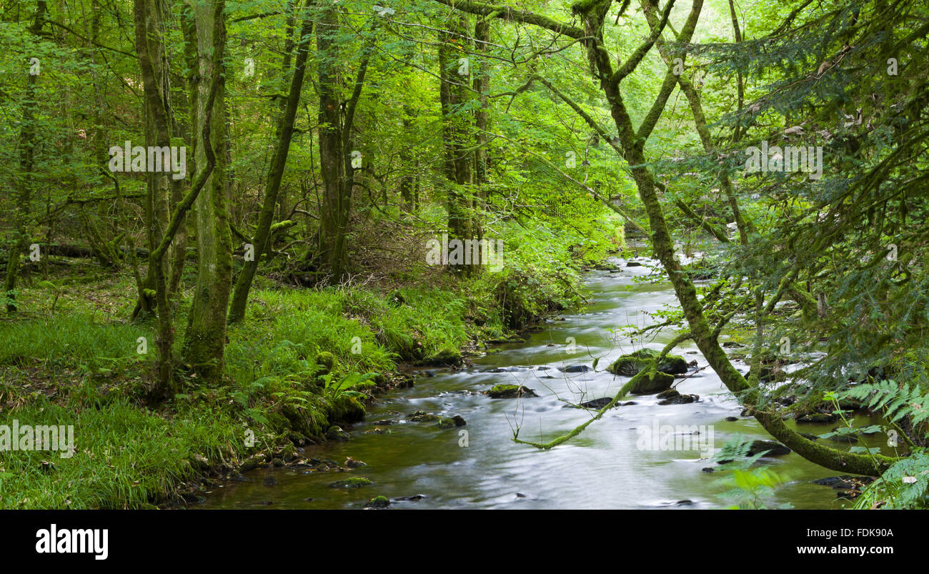 The River Lyd flowing through Lydford Gorge, Devon Stock Photo - Alamy