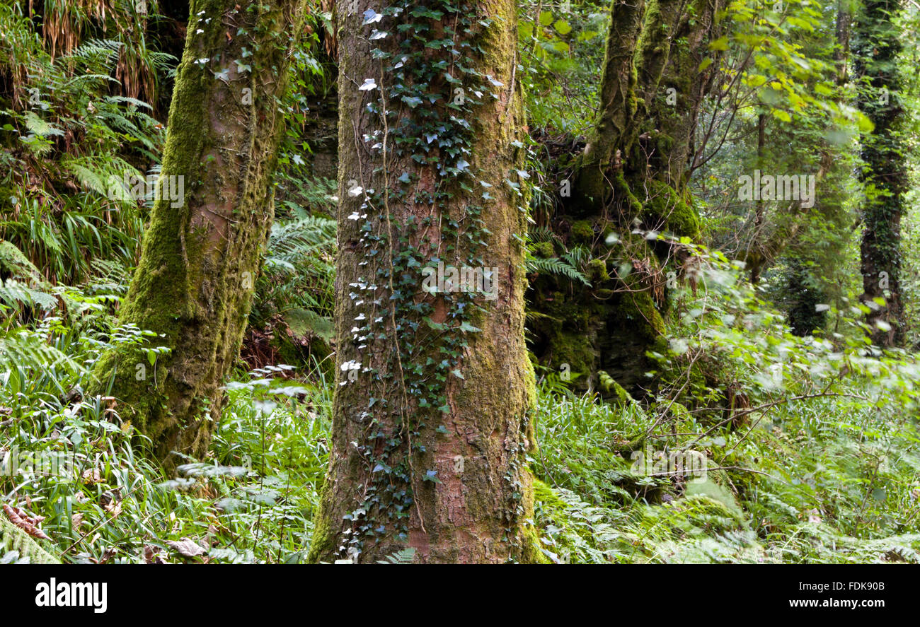 Lydford hi-res stock photography and images - Alamy