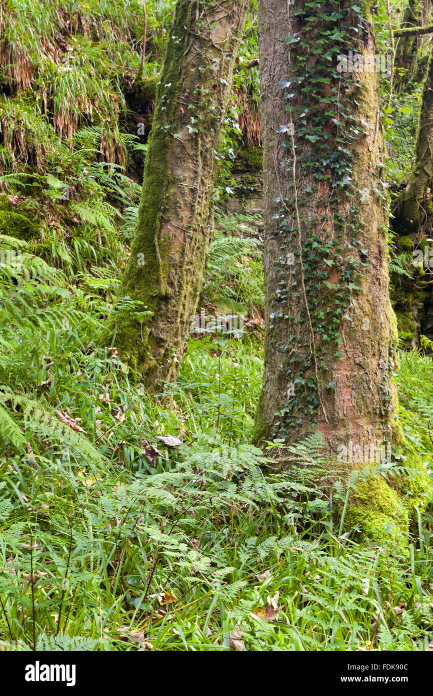 Ivy-covered trees in Lydford Gorge, Devon Stock Photo - Alamy