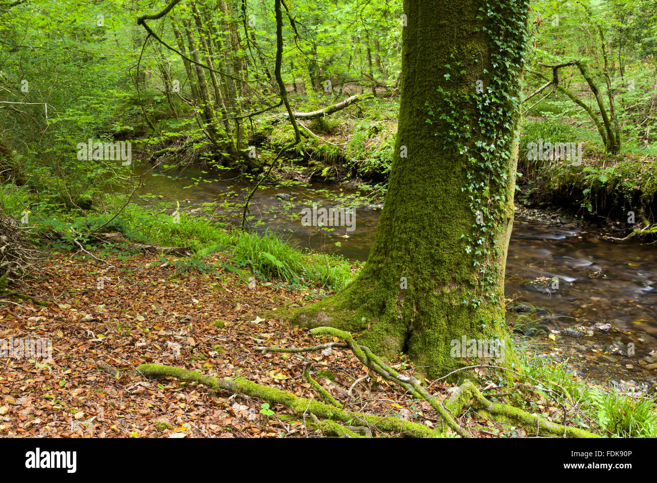 Trees beside the River Lyd in Lydford Gorge, Devon Stock Photo - Alamy