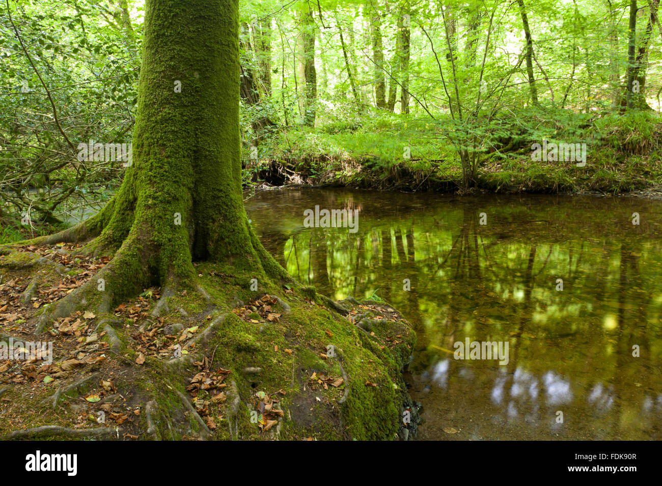 Trees beside the River Lyd in Lydford Gorge, Devon Stock Photo - Alamy