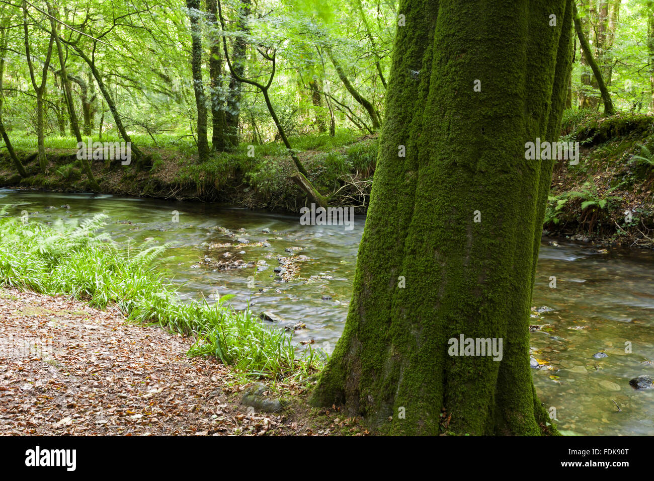 Trees beside the River Lyd in Lydford Gorge, Devon Stock Photo - Alamy