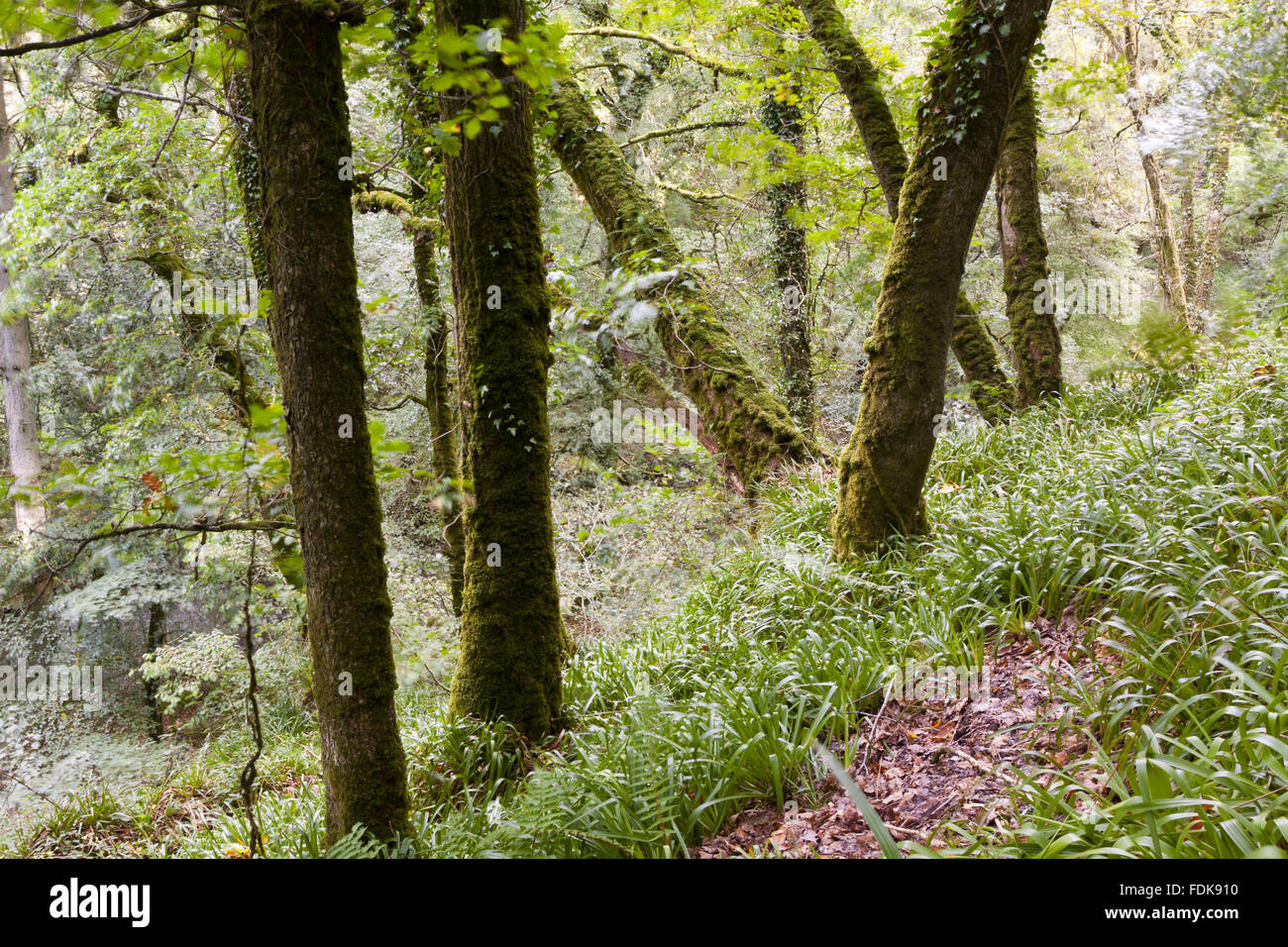 Trees growing on the steep banks of the ravine above Lydford Gorge ...