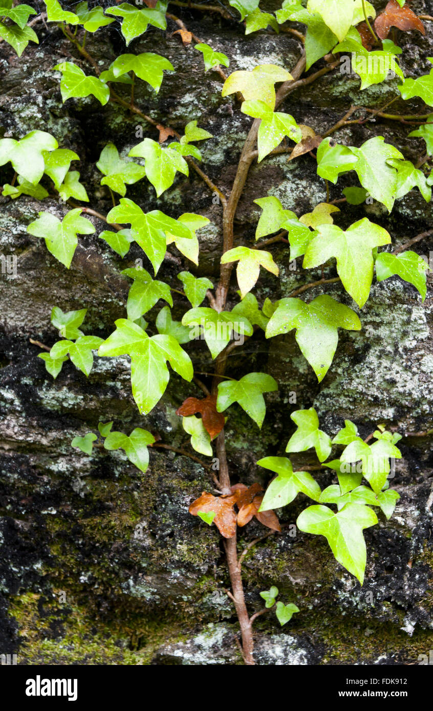 Ivy growing on stone wall at Lydford Gorge, Devon Stock Photo - Alamy