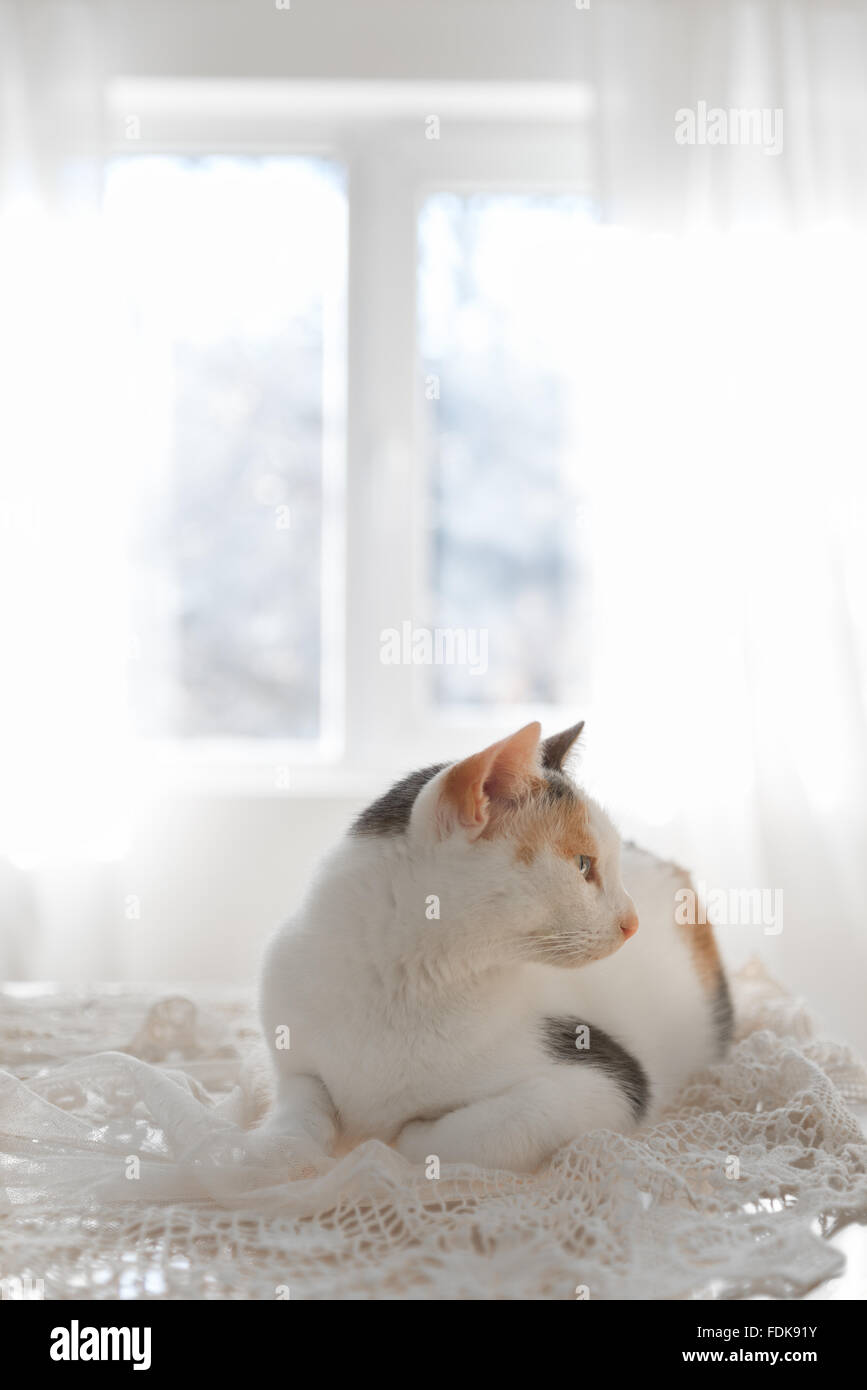 Pet on table hi-res stock photography and images - Alamy