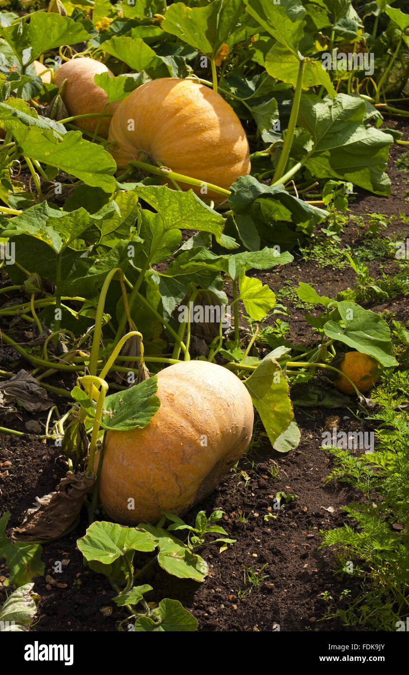 Victorian kitchen hi-res stock photography and images - Alamy
