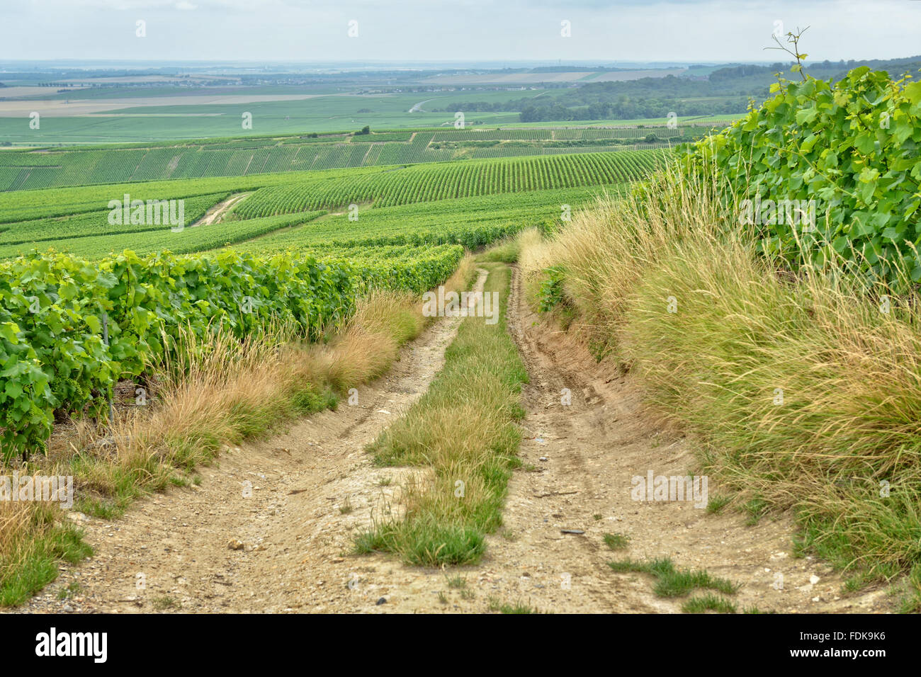 Village road between vineyards in Champagne-Ardenne, France Stock Photo ...