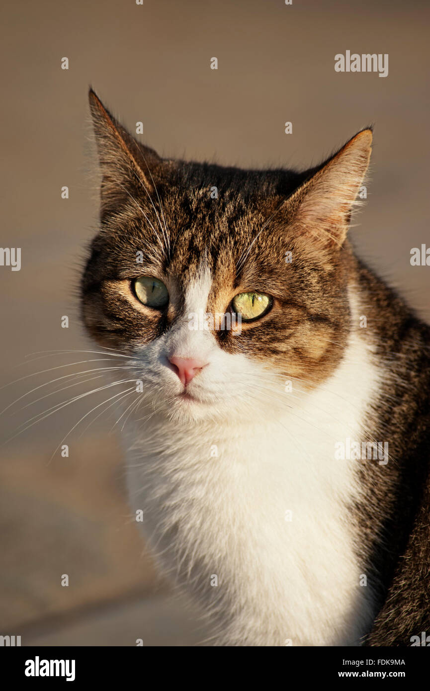 Full face portraits hi-res stock photography and images - Alamy