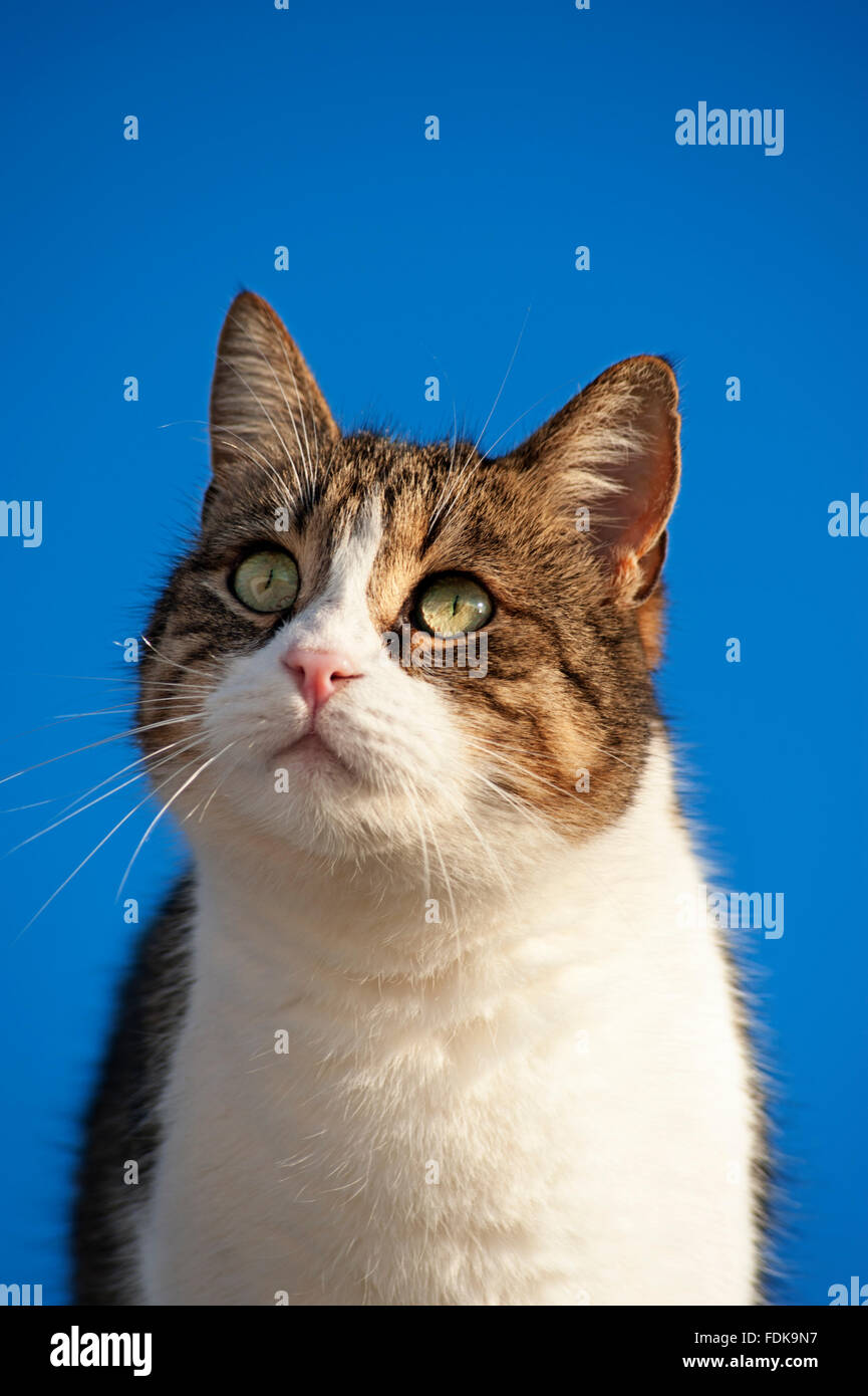 Portrait of a cat looking up Stock Photo - Alamy