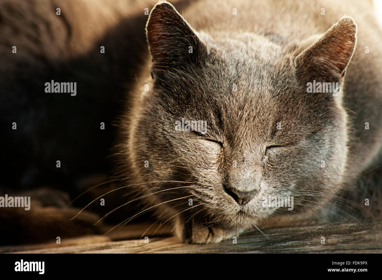 Portrait of a sleeping Russian-blue cat Stock Photo - Alamy
