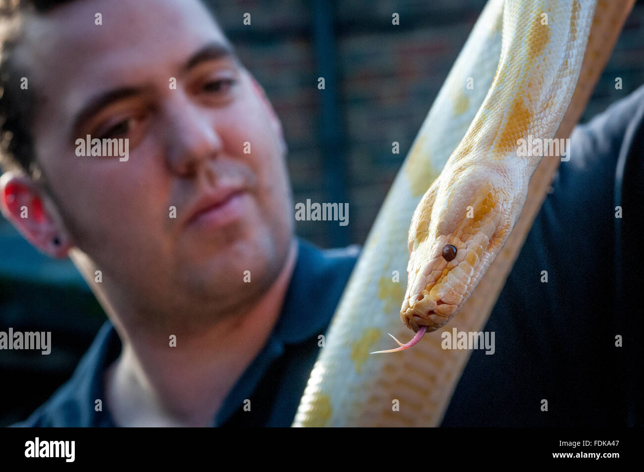 An Burmese albino python at the RSPCA's reptile rescue centre in ...