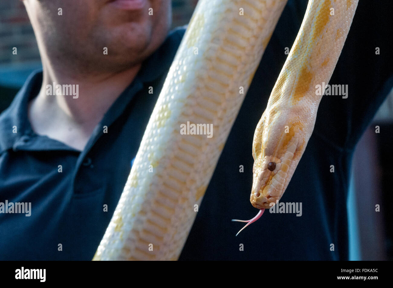 Burmese reptile hi-res stock photography and images - Alamy