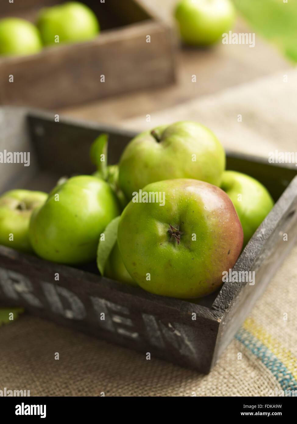 England heritage apple varieties hi-res stock photography and images ... England heritage apple varieties hi-res stock photography and images ...