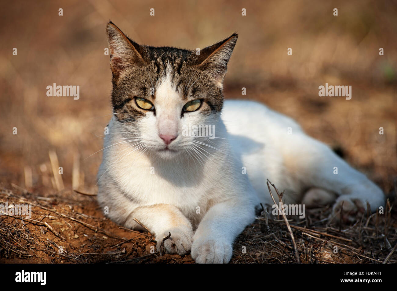 Liegende katze hi-res stock photography and images - Alamy