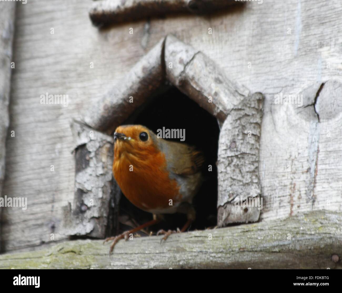 Bird On Birdhouse Stock Photos & Bird On Birdhouse Stock Images - Alamy