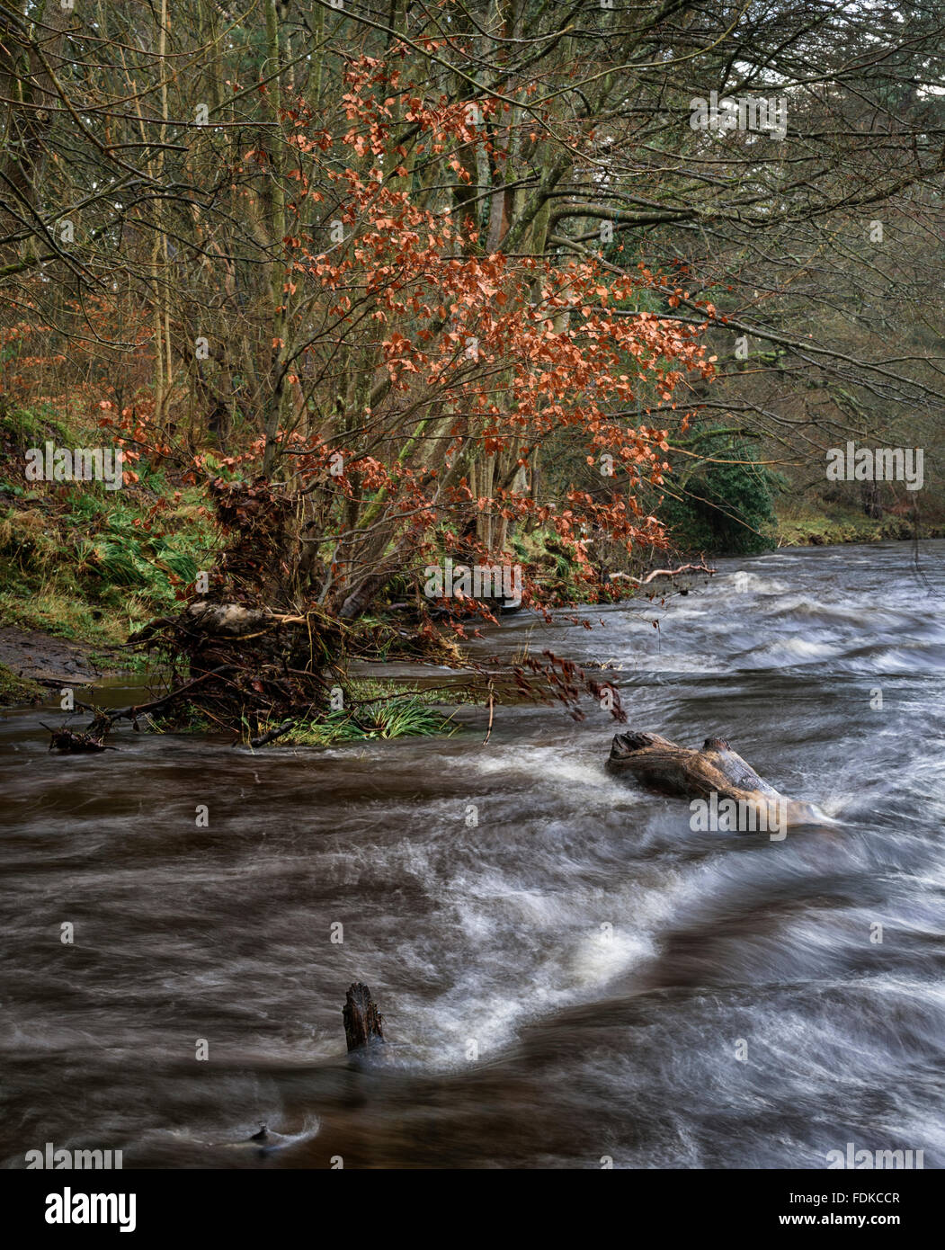 River Derwent near Allensford Stock Photo - Alamy