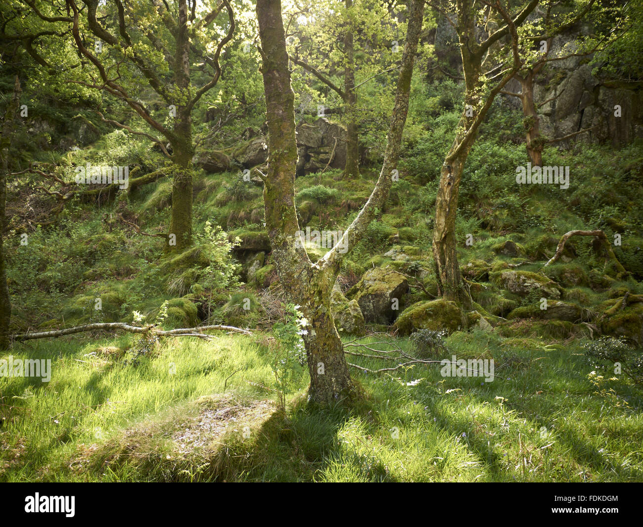 Trees at Llyndy Isaf, a farm estate of 600 acres in Snowdonia, in the ...
