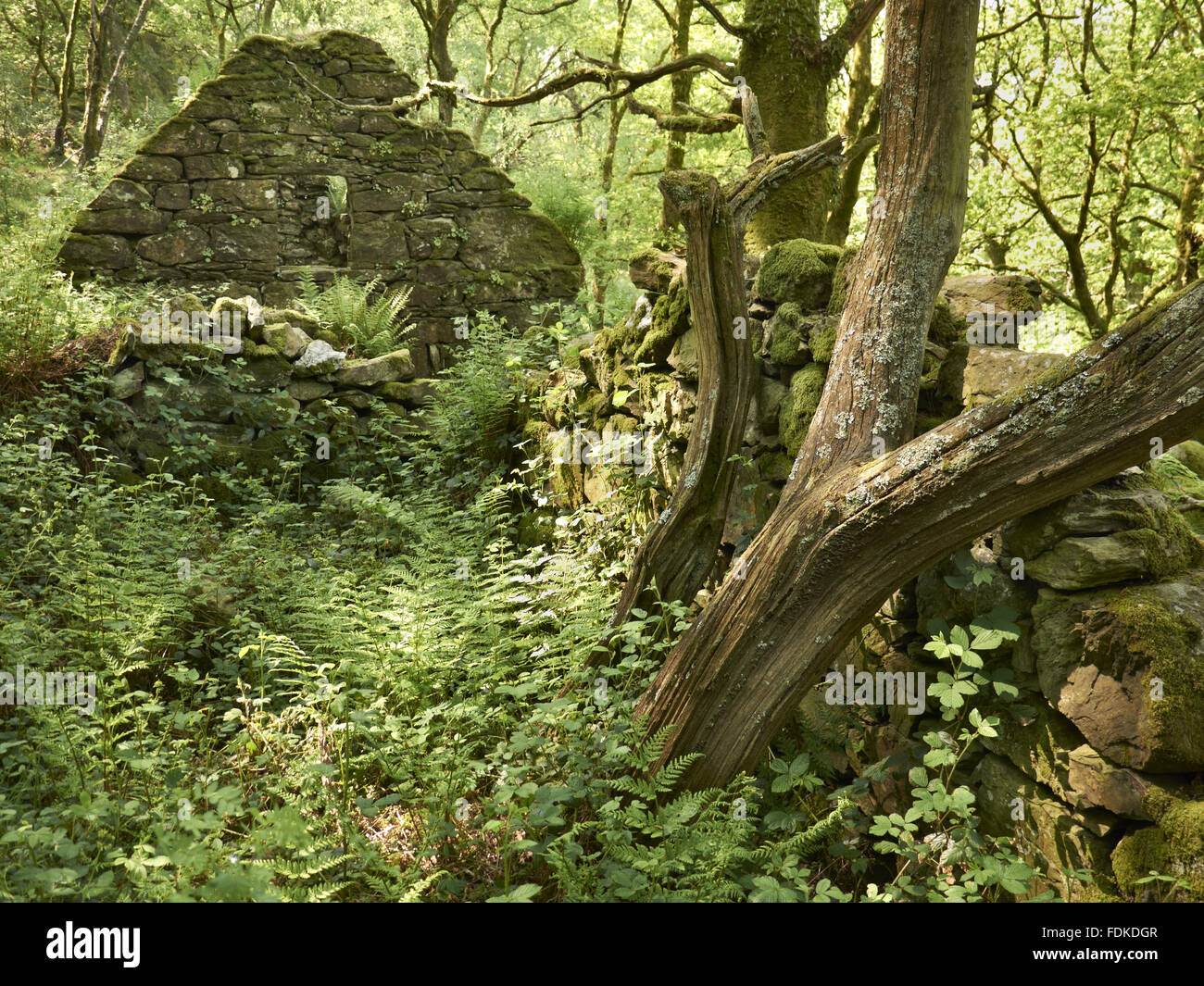 An abandoned building on Llyndy Isaf, a farm estate of 600 acres in ...
