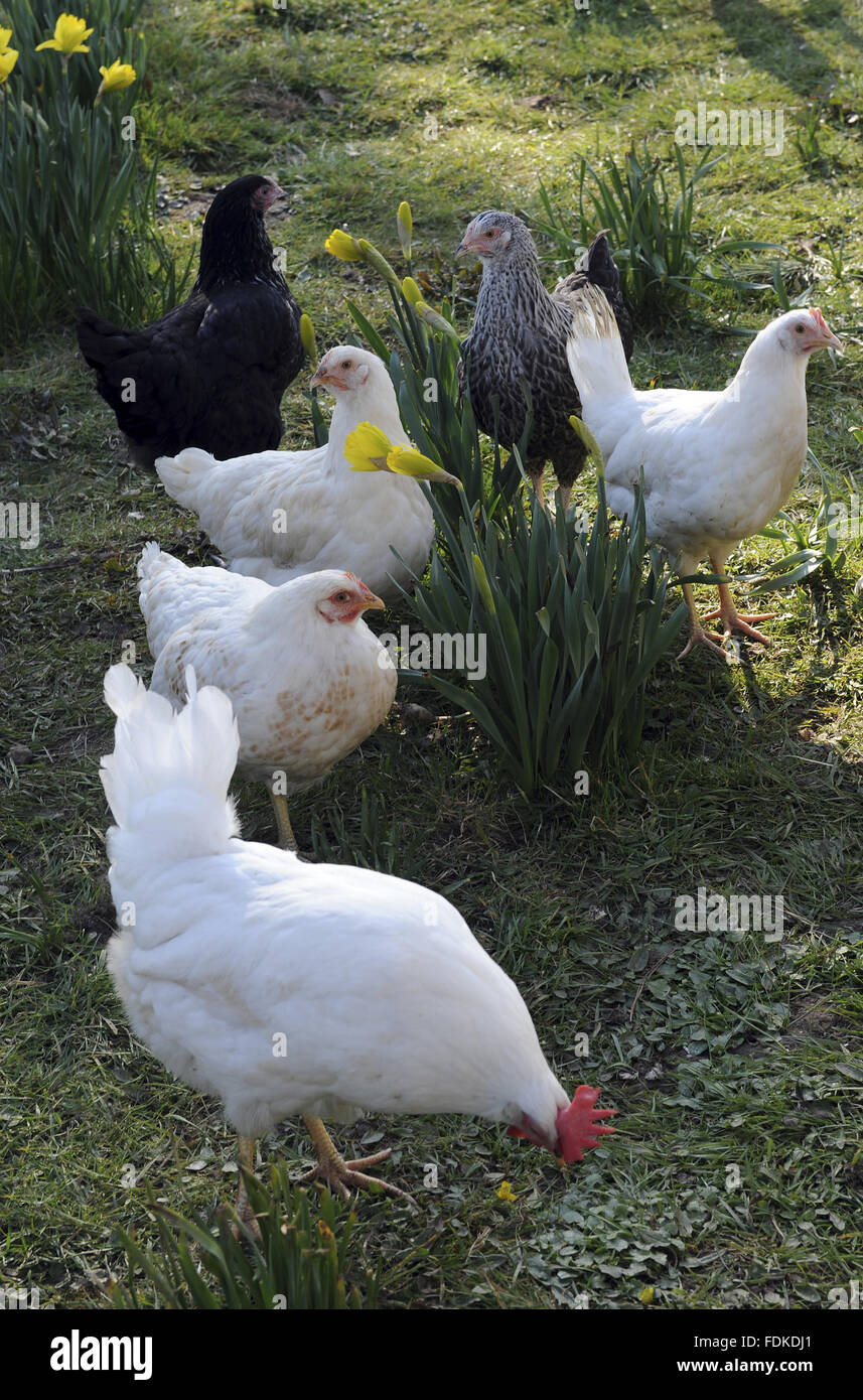 Orchard birds hi-res stock photography and images - Alamy