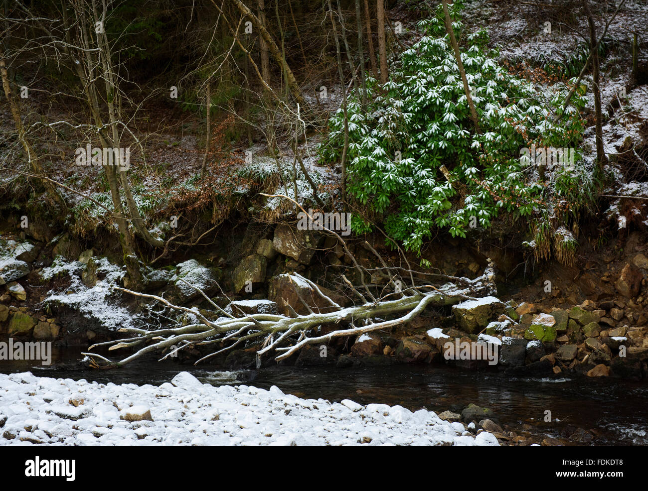 Fallen tree hi-res stock photography and images - Alamy