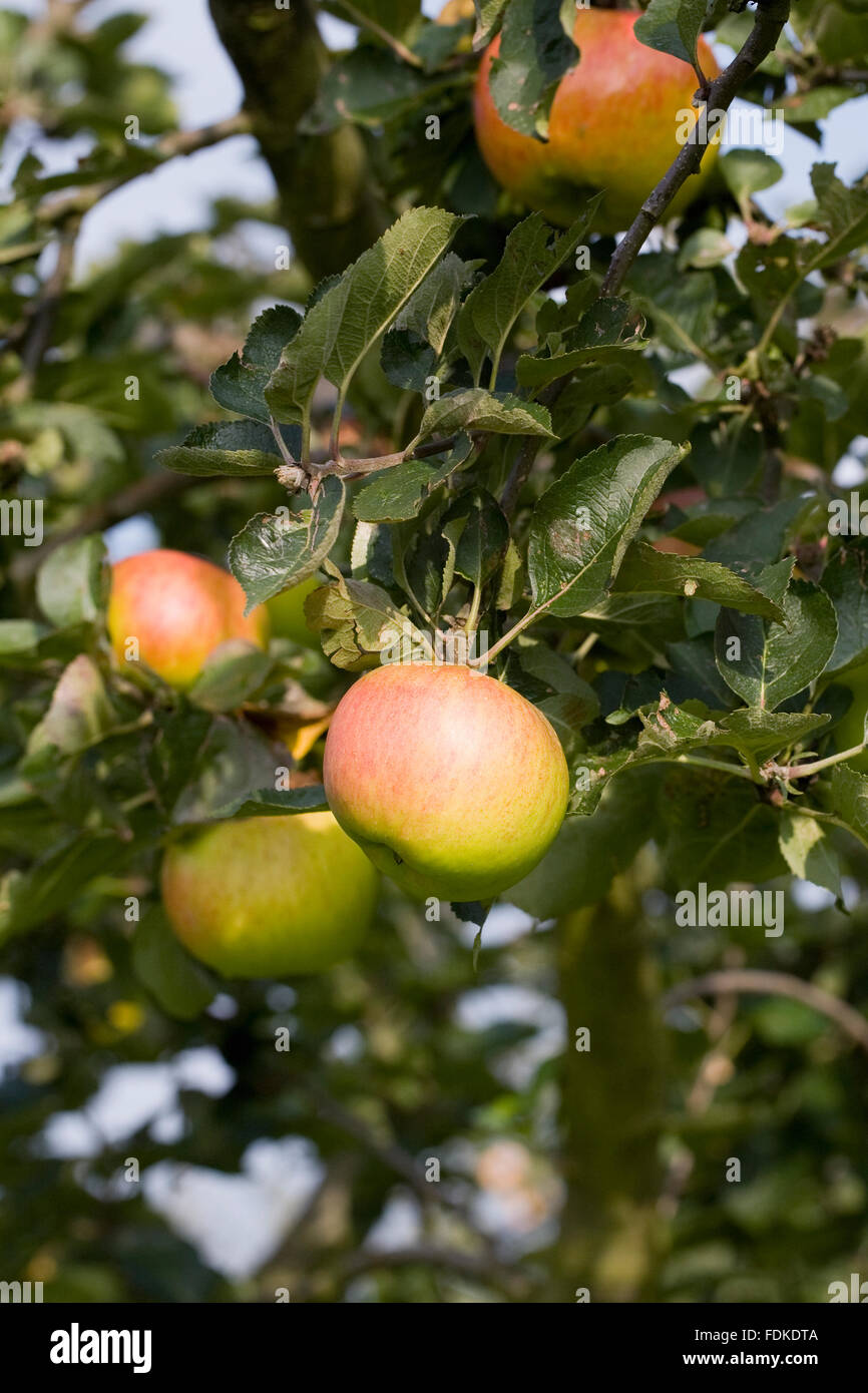 Malus domestica. Apples on a tree in an English orchard Stock Photo - Alamy
