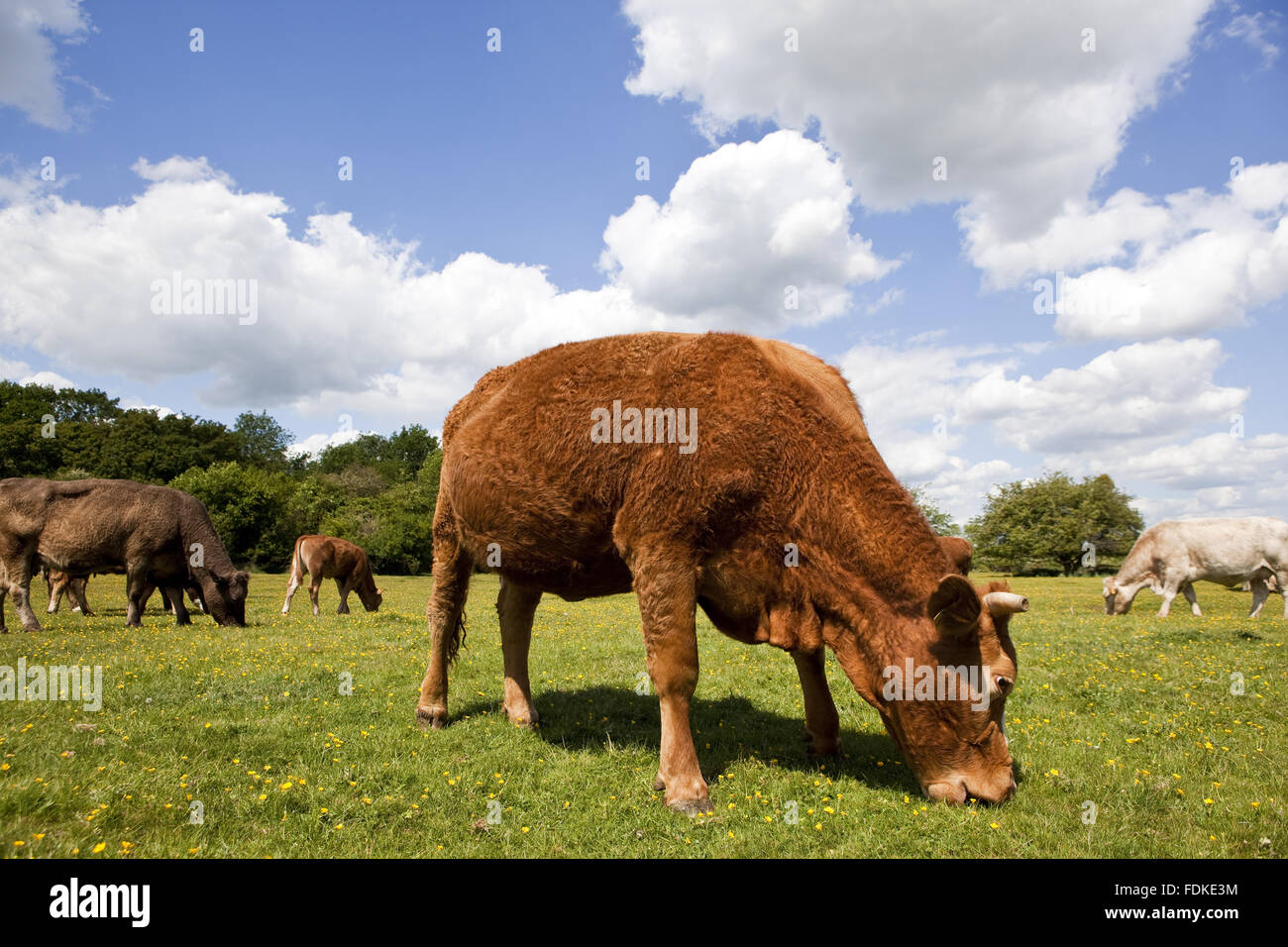 Cattle bridge hi-res stock photography and images - Alamy