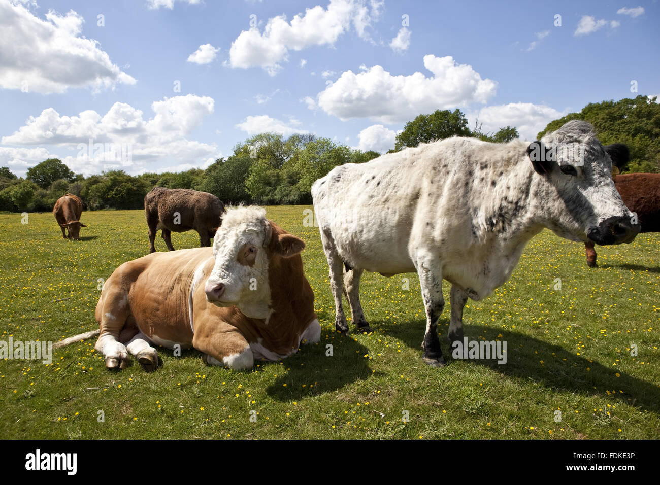 Cattle bridge hi-res stock photography and images - Alamy