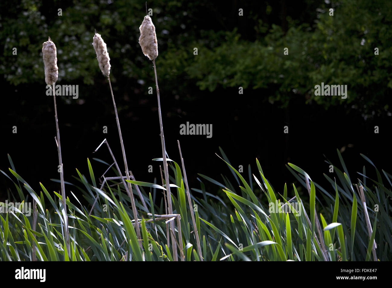 Bulrushes growing near the pond in the northern part of Hatfield Forest ...