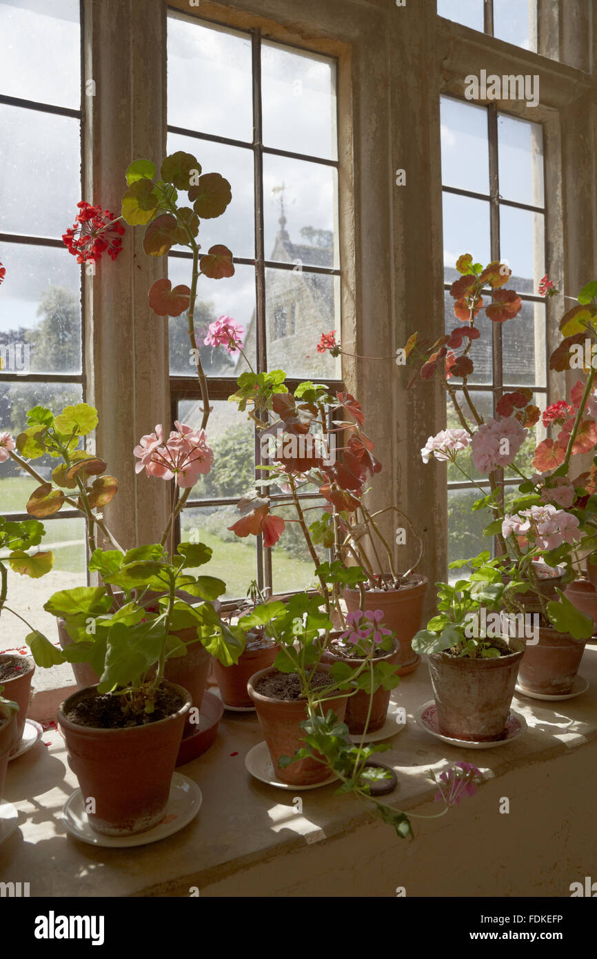 Geraniums on a windowsill in the Porch at Chastleton House, Oxfordshire ...