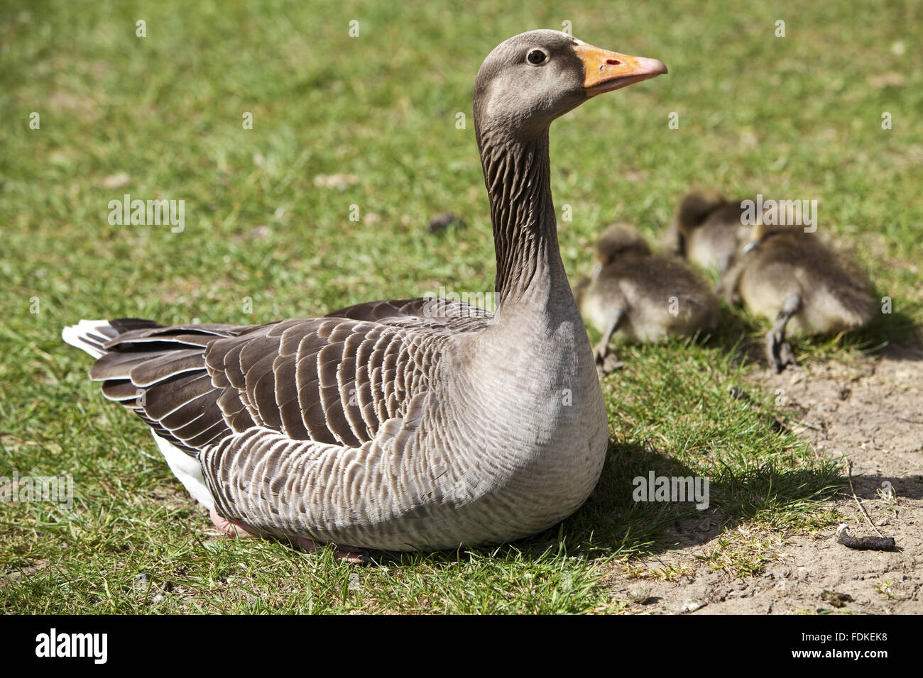 Hatfieldforest hi-res stock photography and images - Alamy