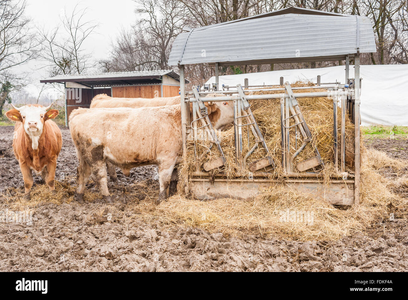 Bull eating hay hi-res stock photography and images - Alamy