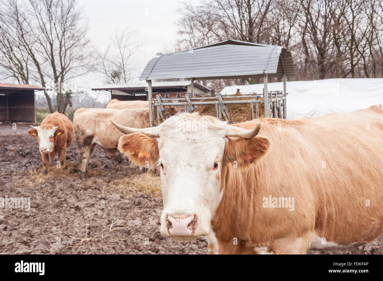 Cows eat straw and hay in the barn of the farm in the countryside Stock ...