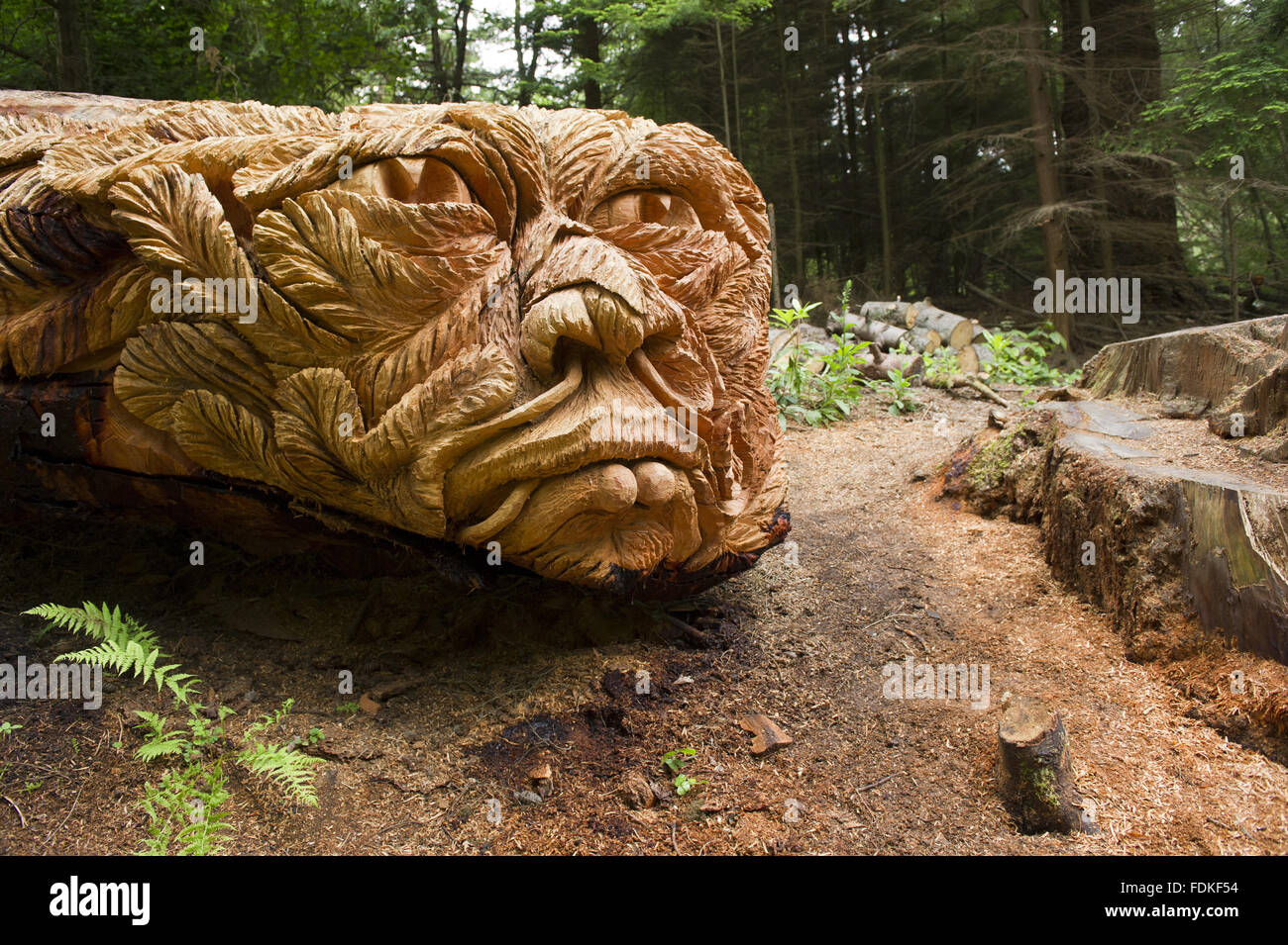 Felled tree trunk hi-res stock photography and images - Alamy
