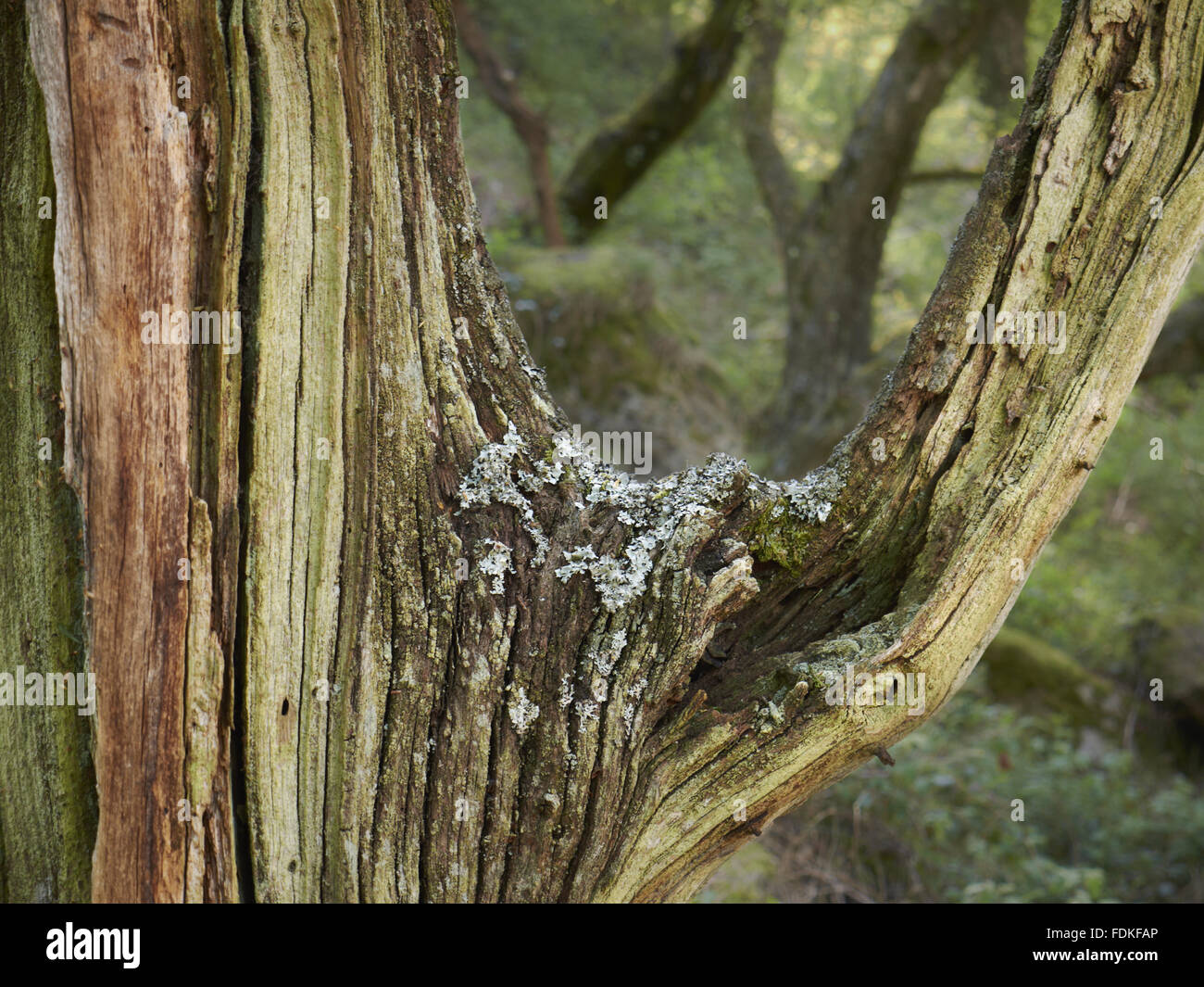 Lichen on a split tree trunk on Llyndy Isaf, an estate of 600 acres in ...