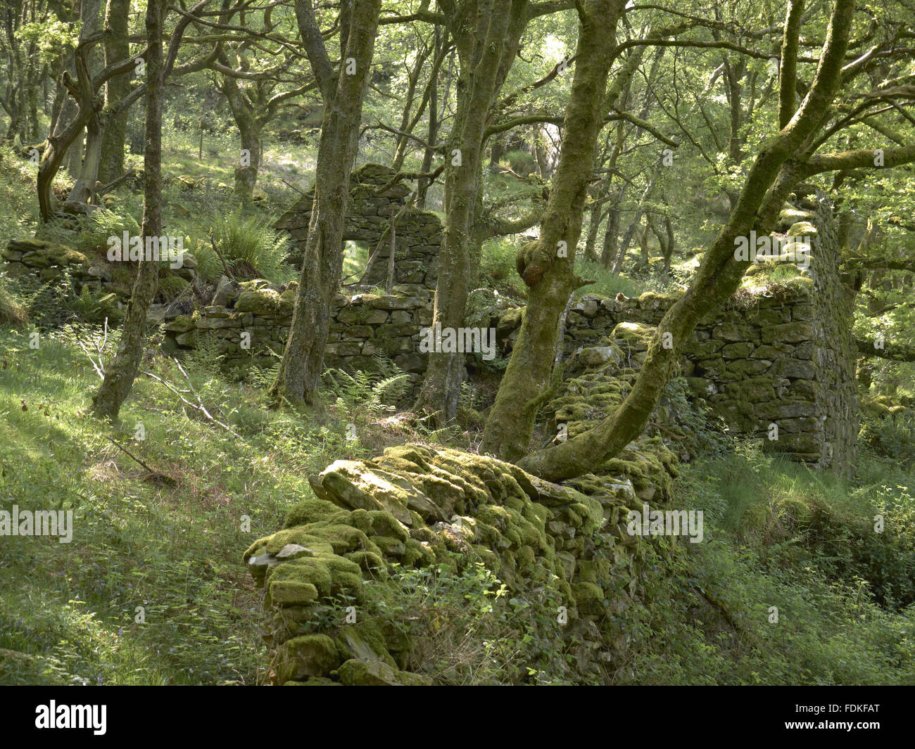 A ruined building and trees on Llyndy Isaf, an estate of 600 acres in ...