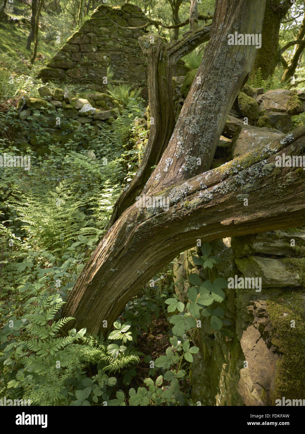 Tree on a stone hi-res stock photography and images - Alamy