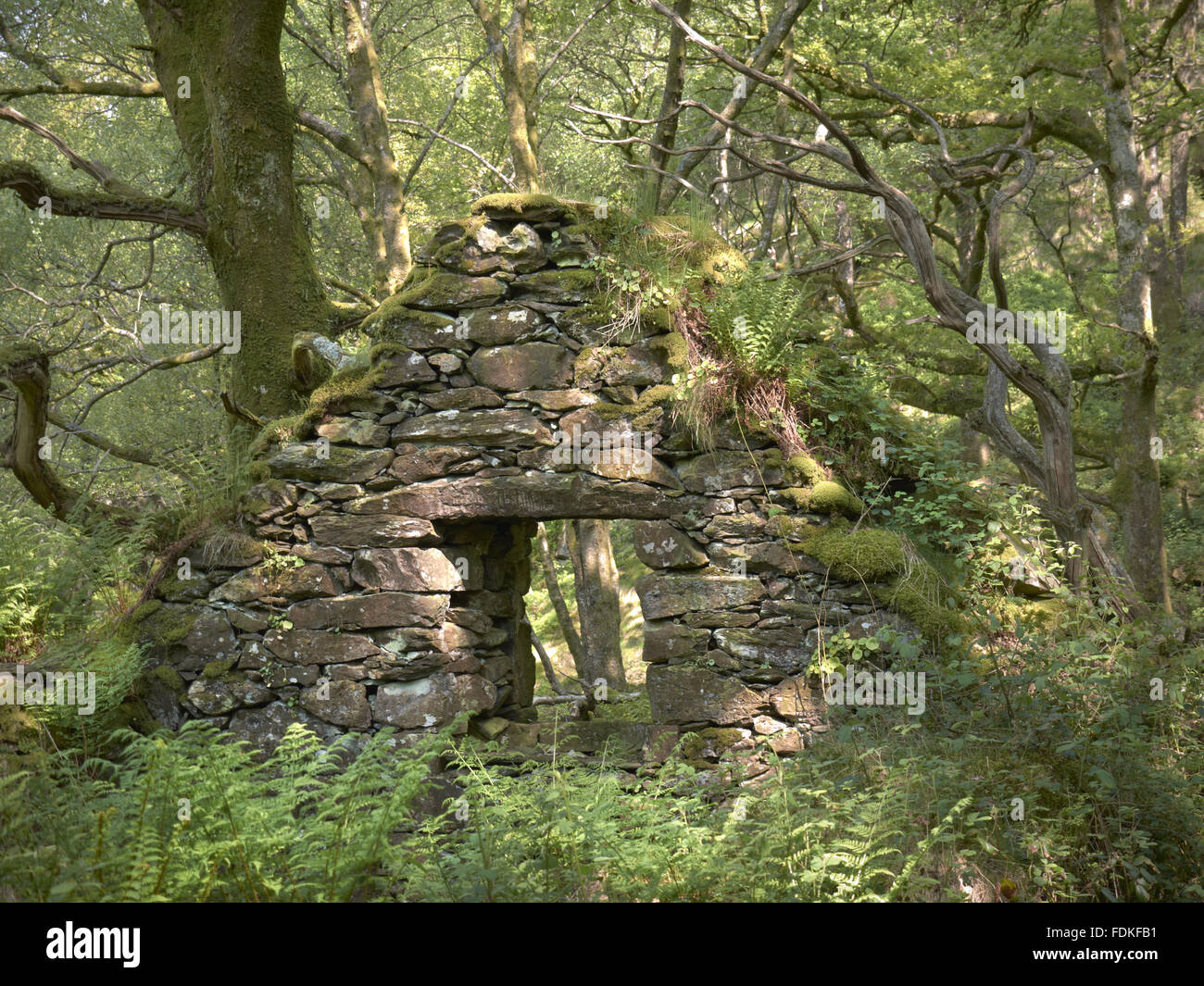 A ruined building on Llyndy Isaf, an estate of 600 acres in Snowdonia ...
