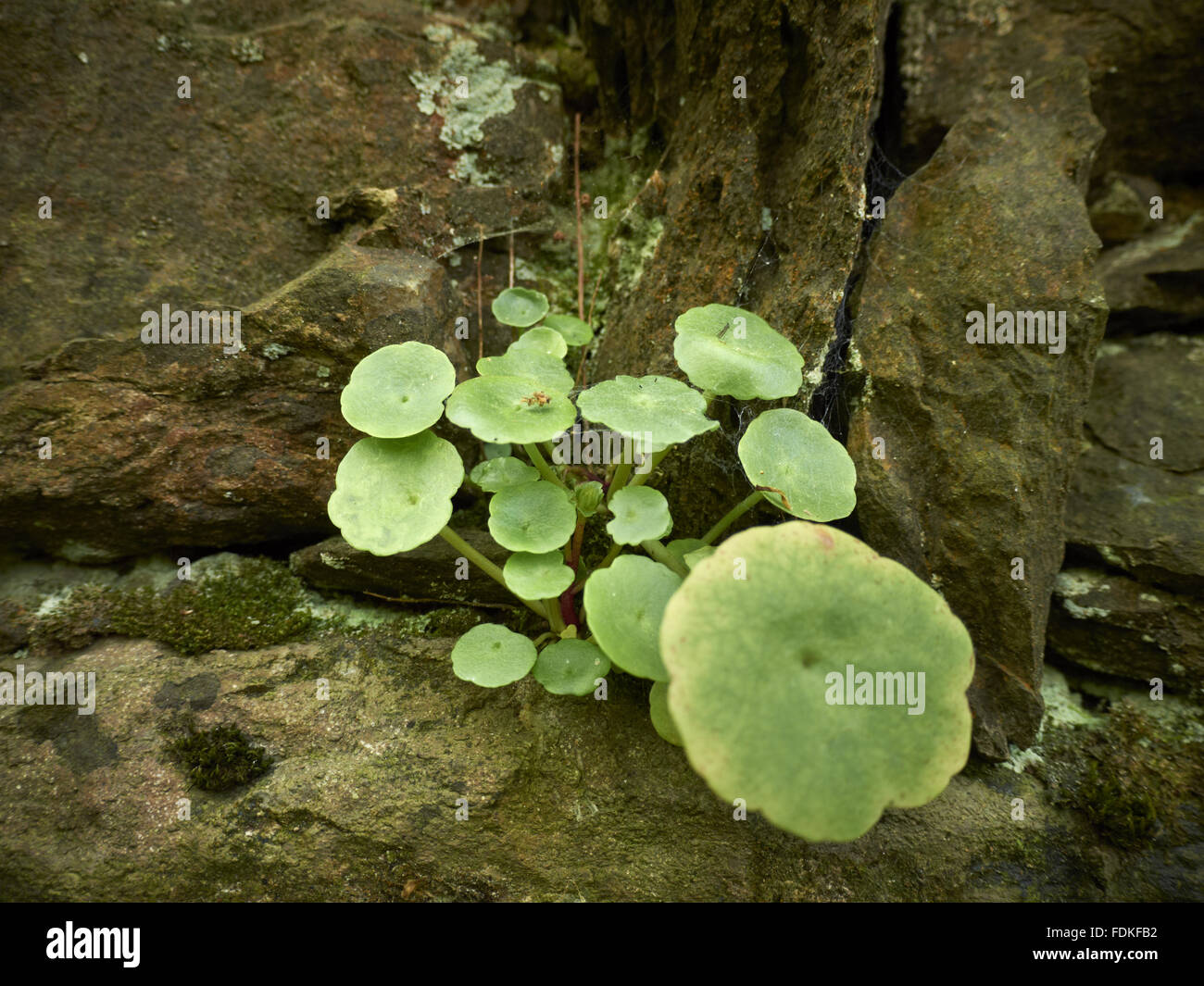Navelwort (Umbilicus rupestris) on Llyndy Isaf, an estate of 600 acres ...
